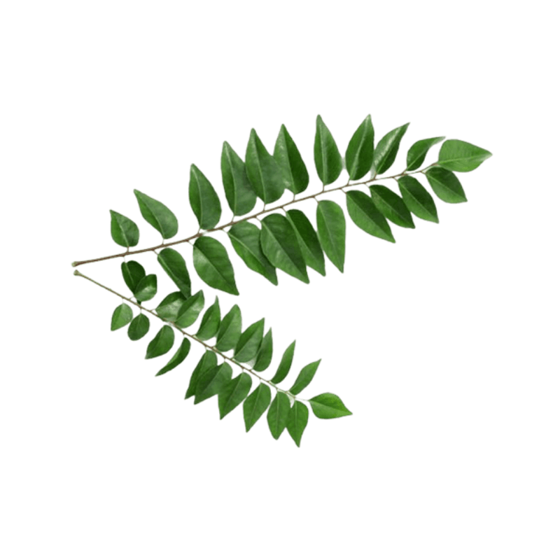 Curry Leaves 50g 1 Pack – Indira Foods